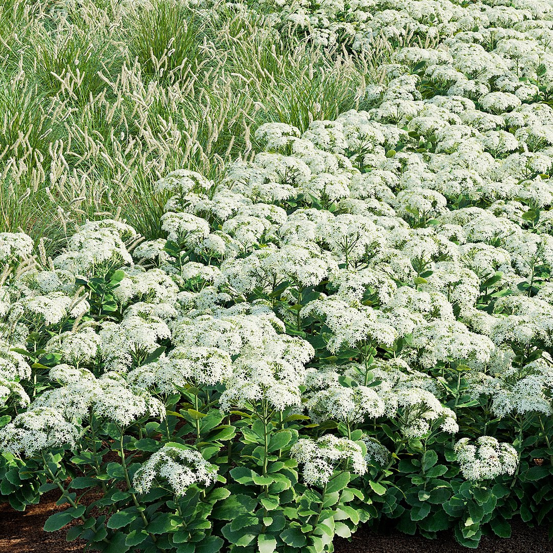 Sedum Spectabile Stardust 3D Model - TurboSquid 1909518