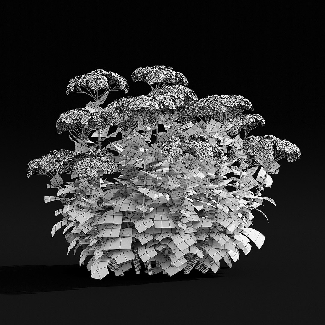 Sedum Spectabile Stardust 3D Model - TurboSquid 1909518