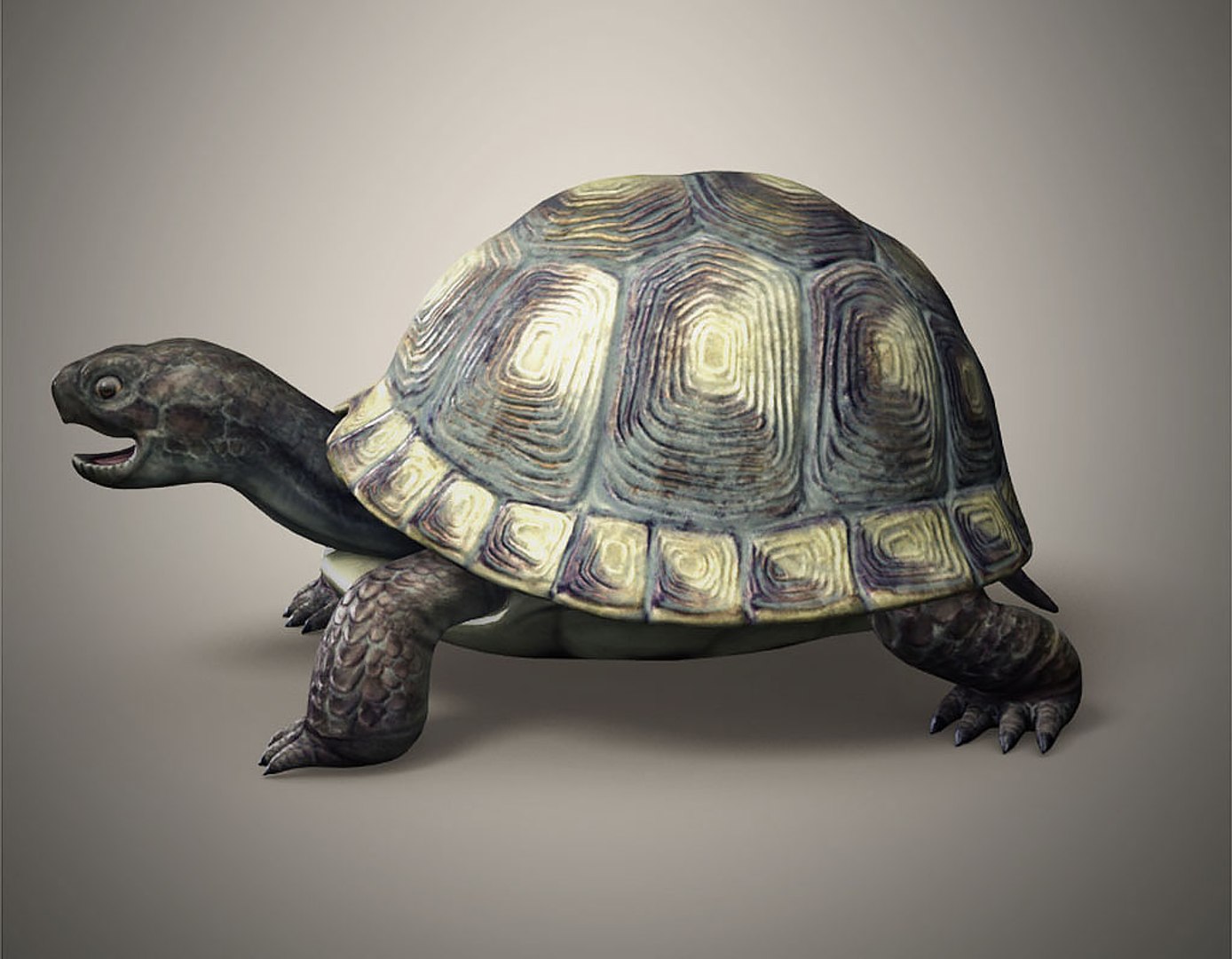 Tortoise 3D - TurboSquid 1236108