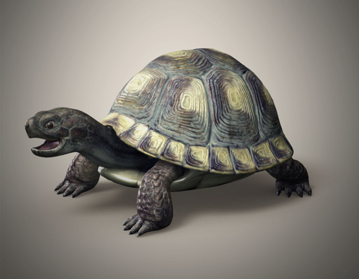 Tortoise 3D - TurboSquid 1236108
