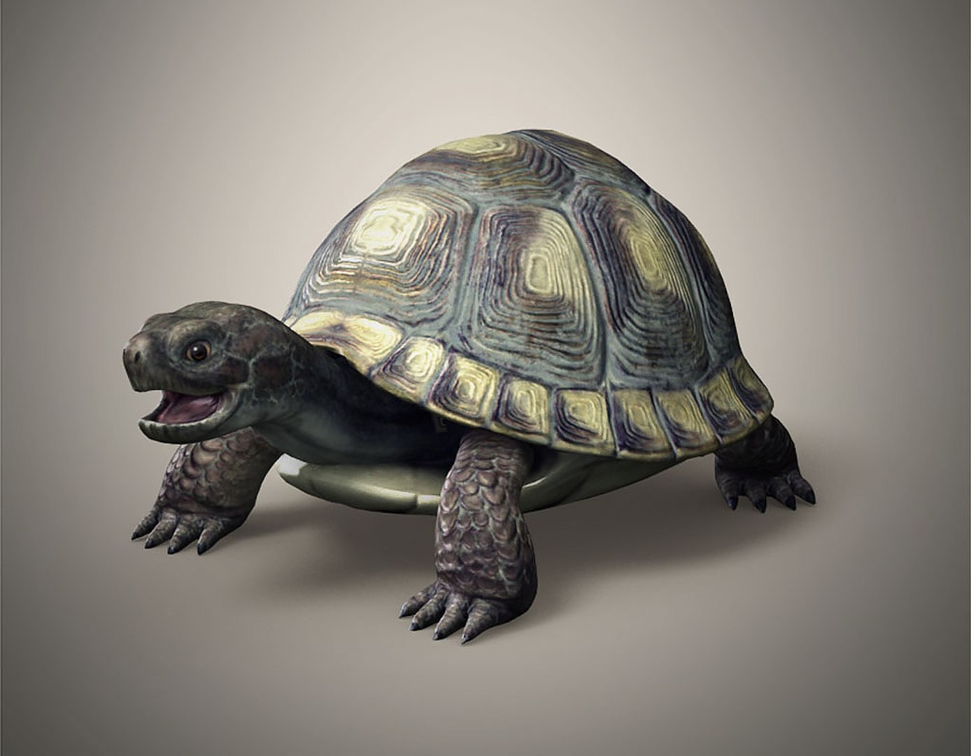 Tortoise 3D - TurboSquid 1236108