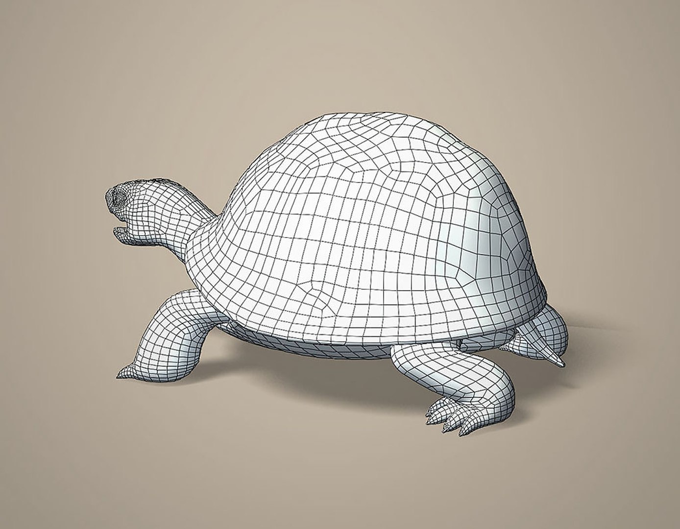 Tortoise 3D - TurboSquid 1236108