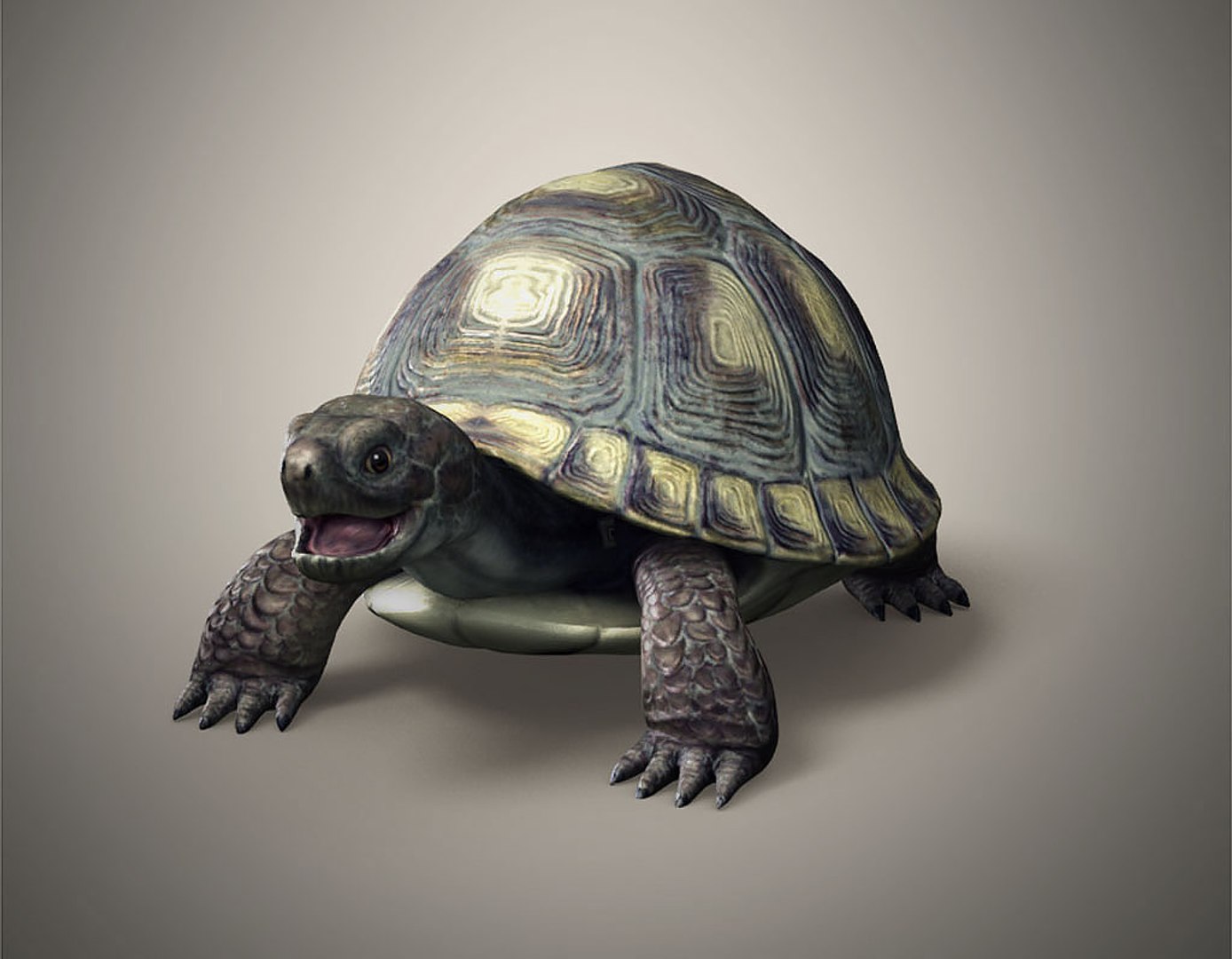 Tortoise 3D - TurboSquid 1236108