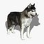 3d Ma Siberian Husky Fur Animations