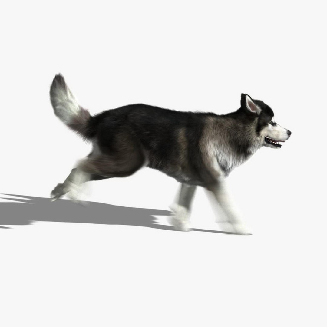 3d Ma Siberian Husky Fur Animations