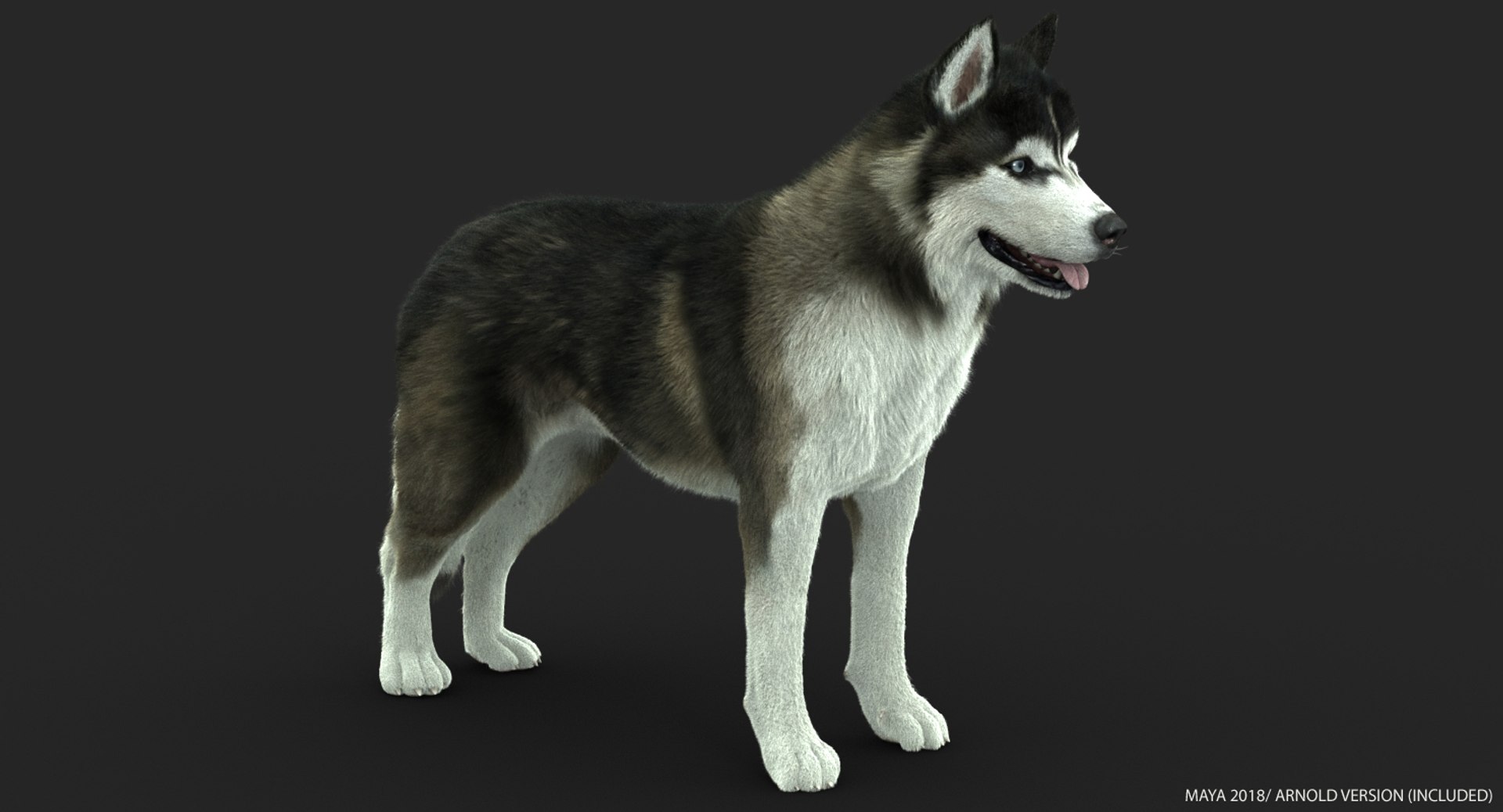 3d Ma Siberian Husky Fur Animations