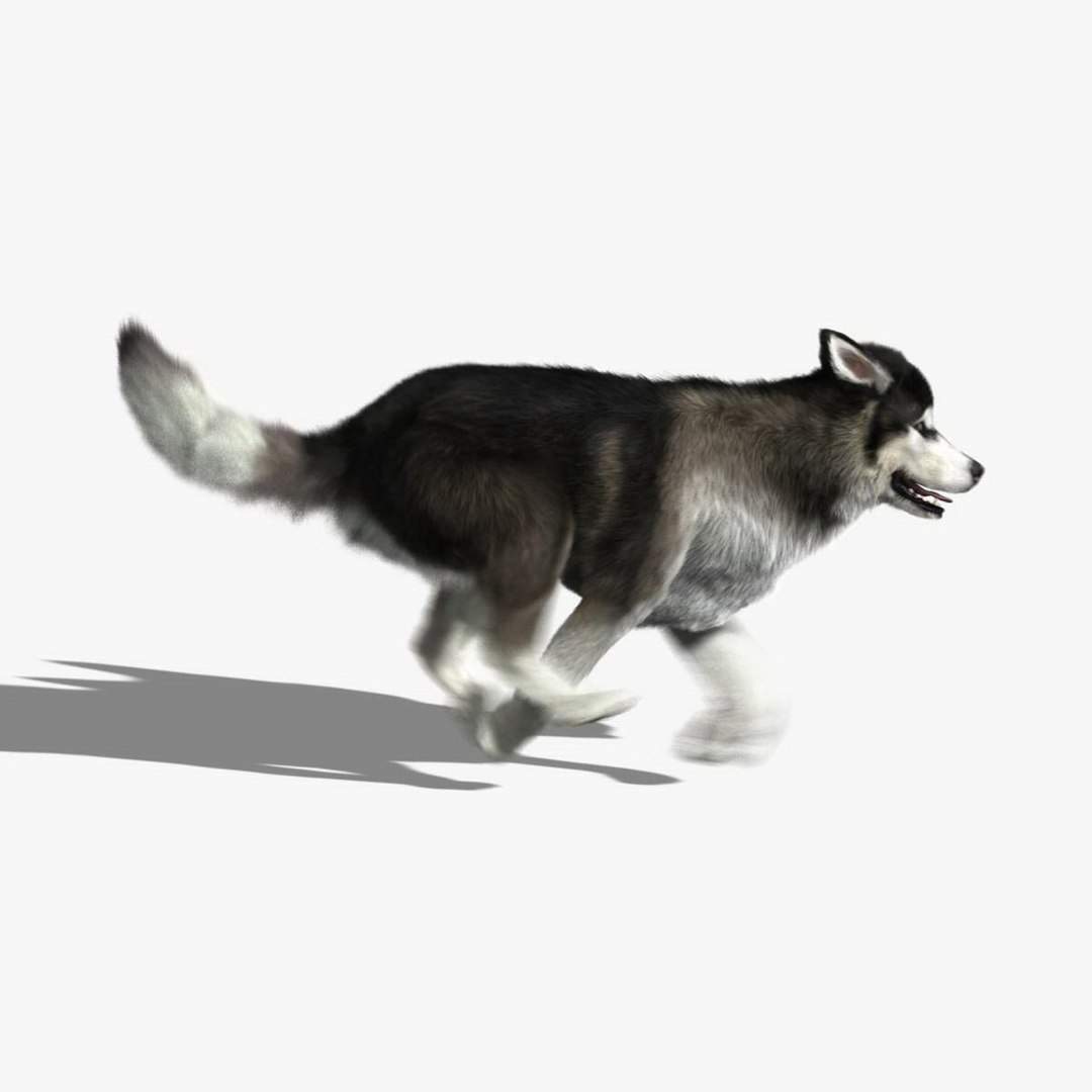 3d Ma Siberian Husky Fur Animations