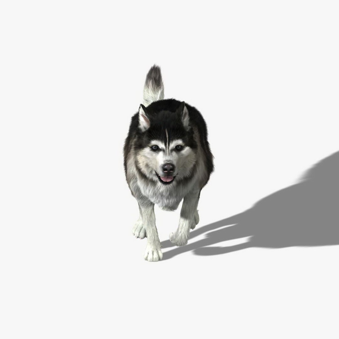 3d Ma Siberian Husky Fur Animations