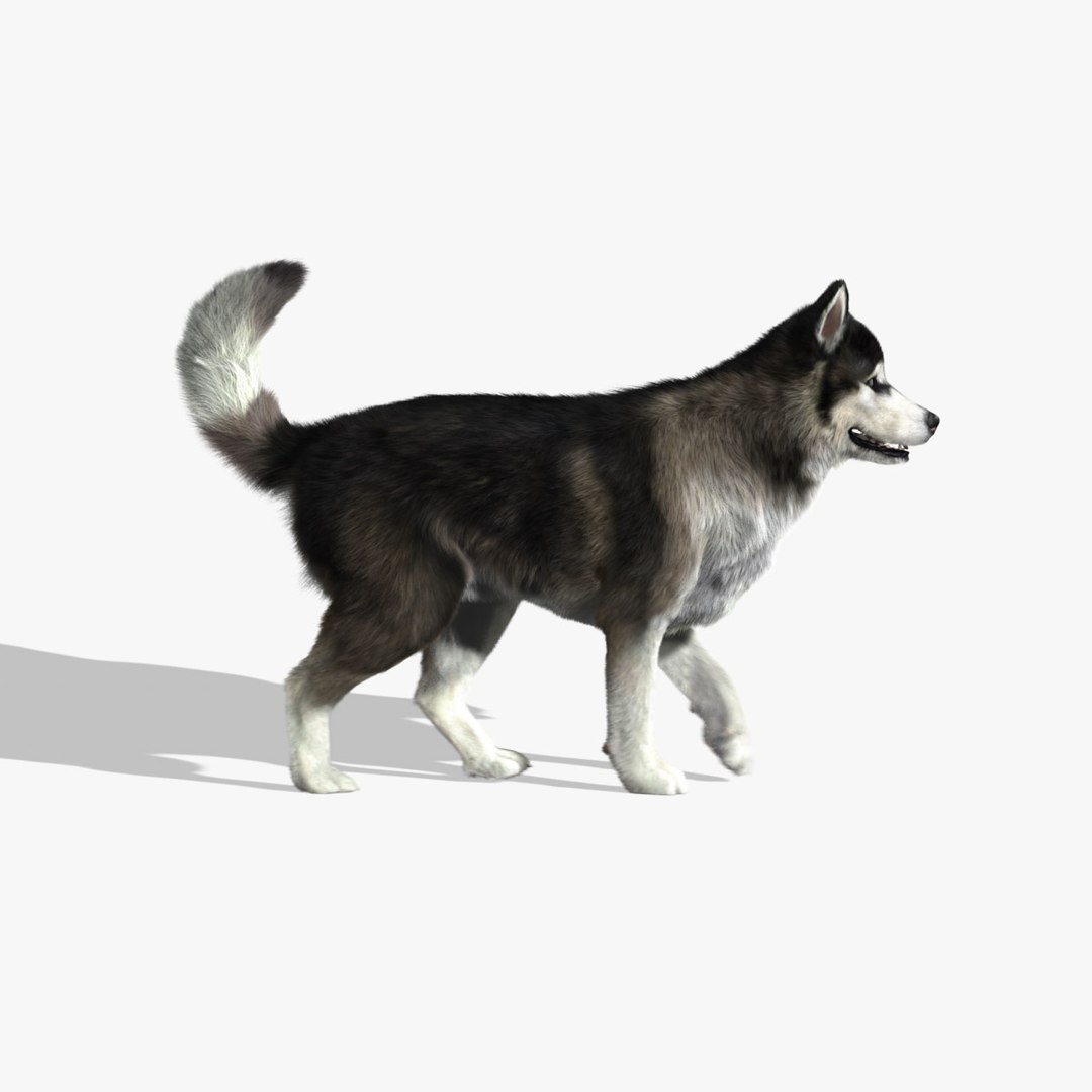 3d Ma Siberian Husky Fur Animations