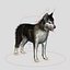 3d Ma Siberian Husky Fur Animations