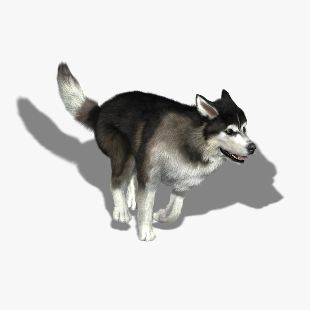 3d ma siberian husky fur animations