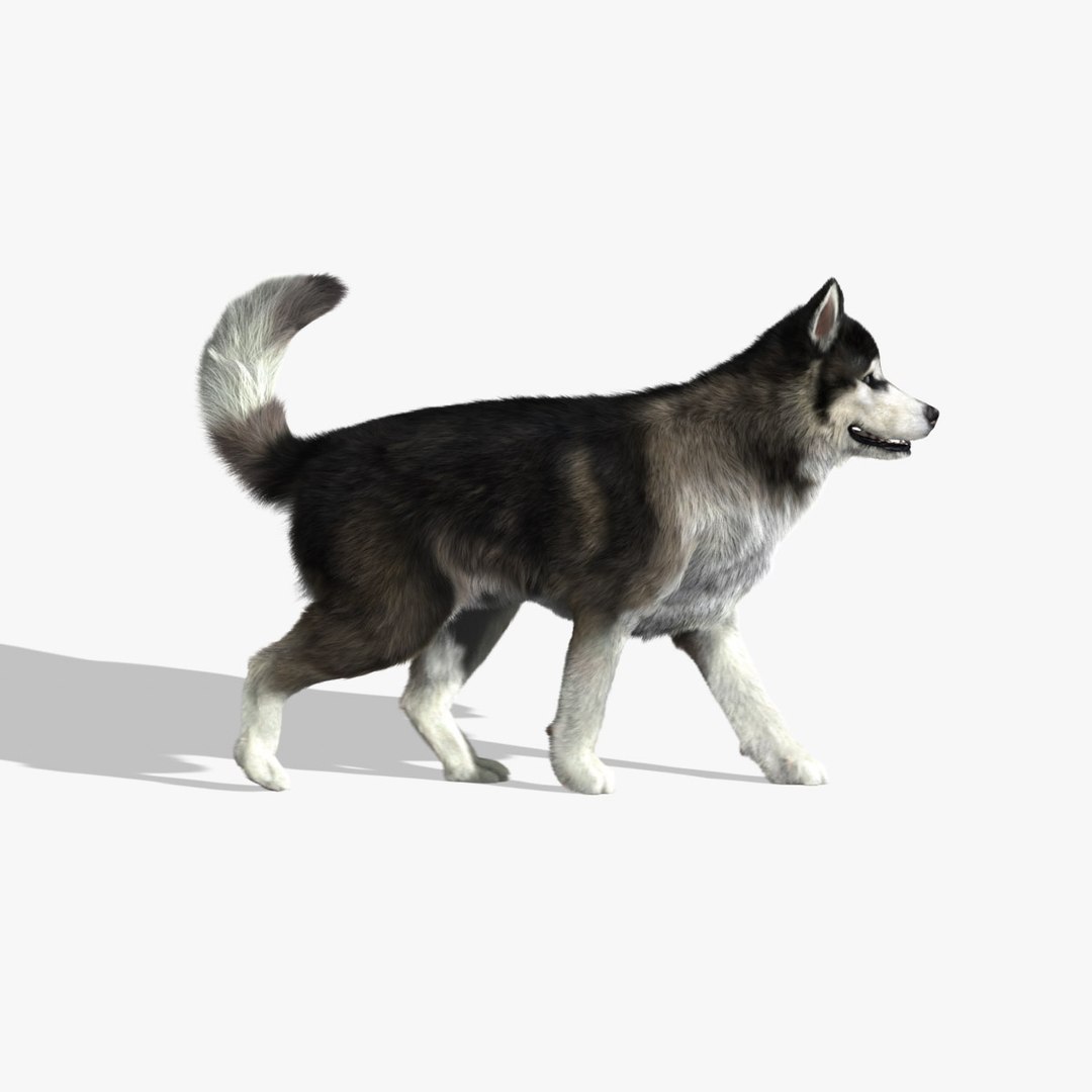 3d ma siberian husky fur animations