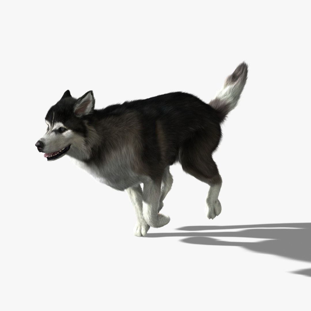 3d Ma Siberian Husky Fur Animations