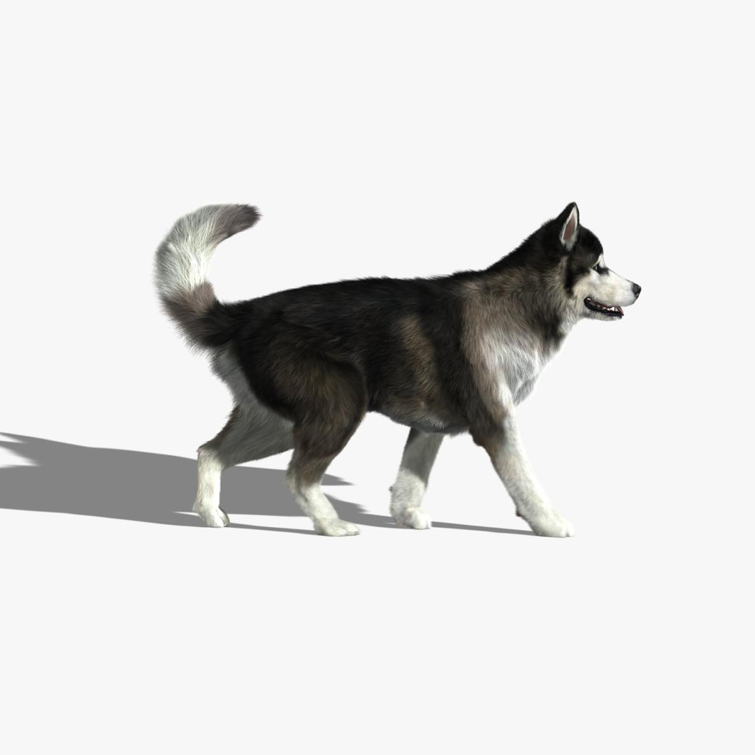 3d Ma Siberian Husky Fur Animations