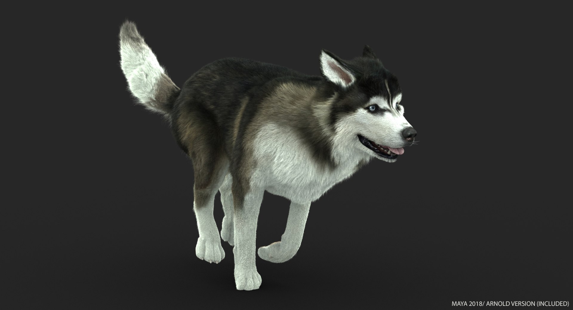 3d Ma Siberian Husky Fur Animations