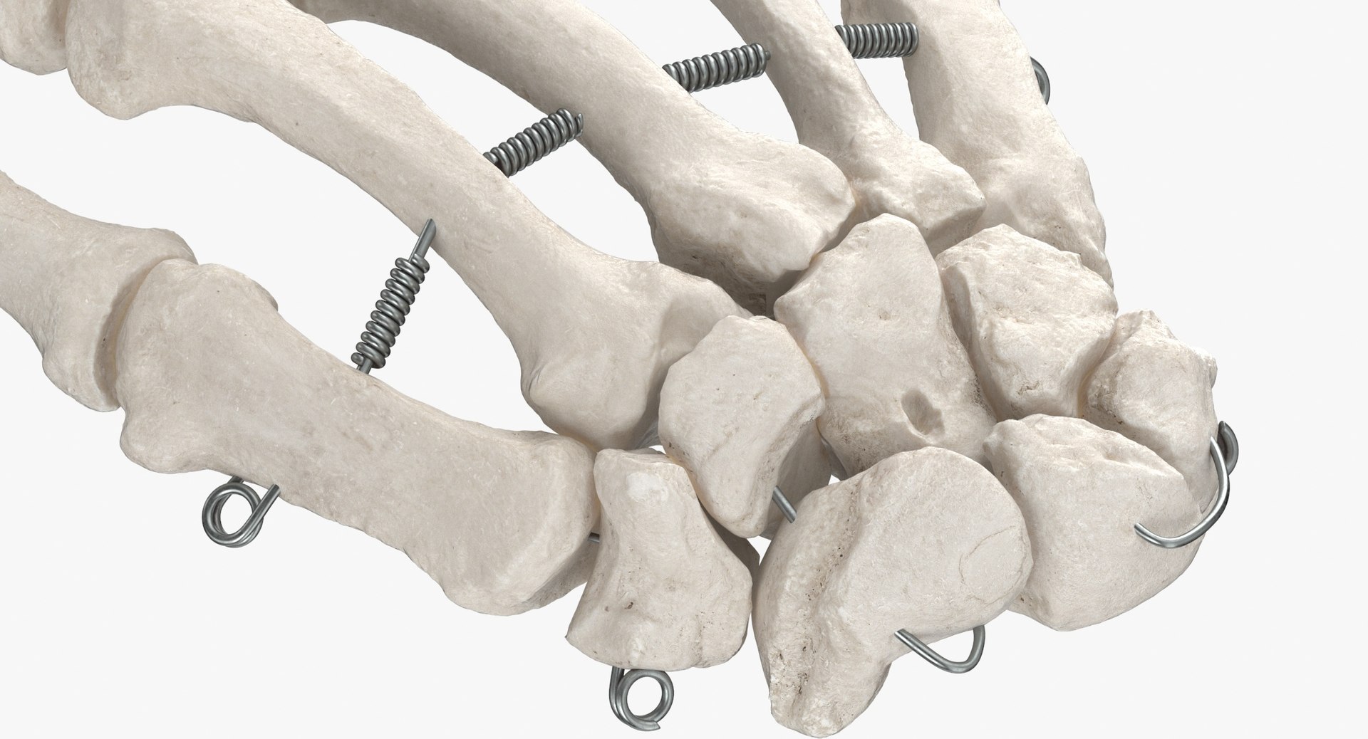 3D Human Hand Bones Wire - TurboSquid 1597294