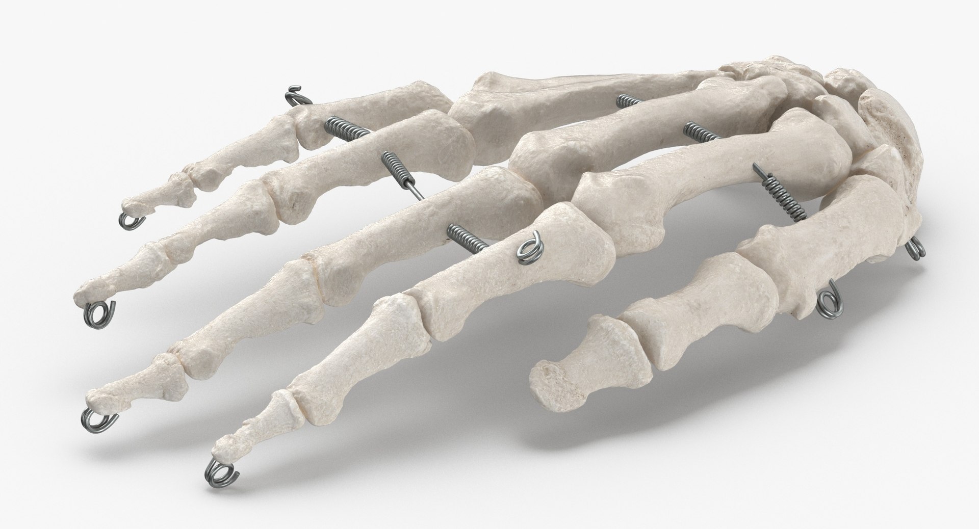 3D Human Hand Bones Wire - TurboSquid 1597294