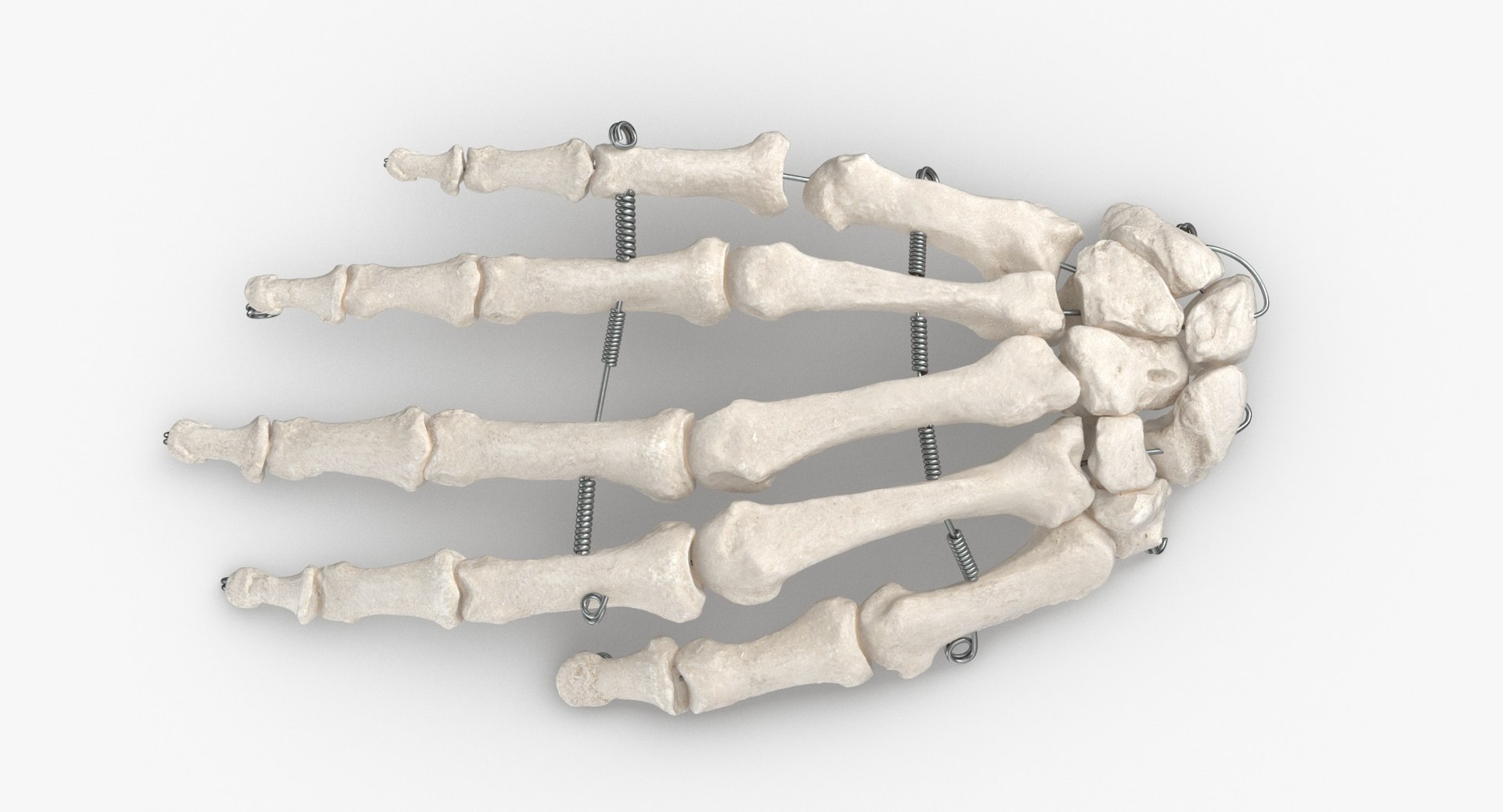 3D Human Hand Bones Wire - TurboSquid 1597294