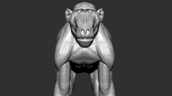 Mandrill VFX Zbrush sculpture Modelo 3D - TurboSquid 1919416