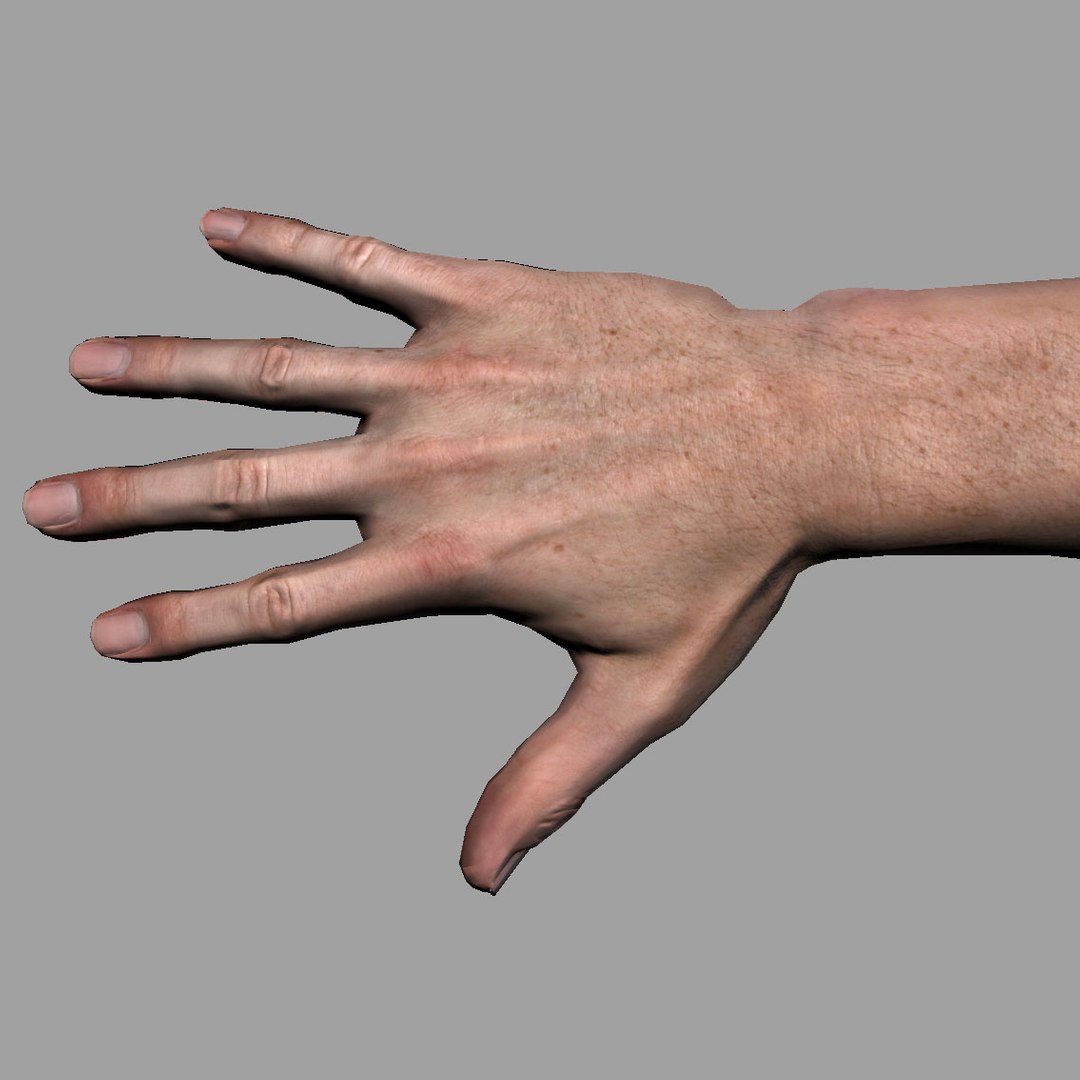 Human Hand 3d Model