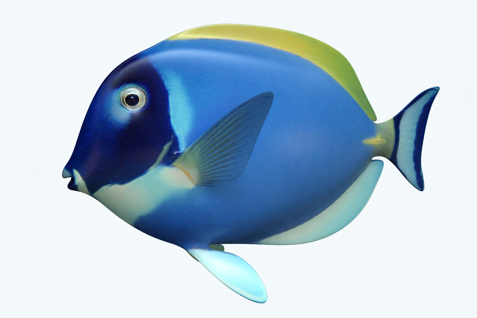 Dorry fish 3D model - TurboSquid 1202611