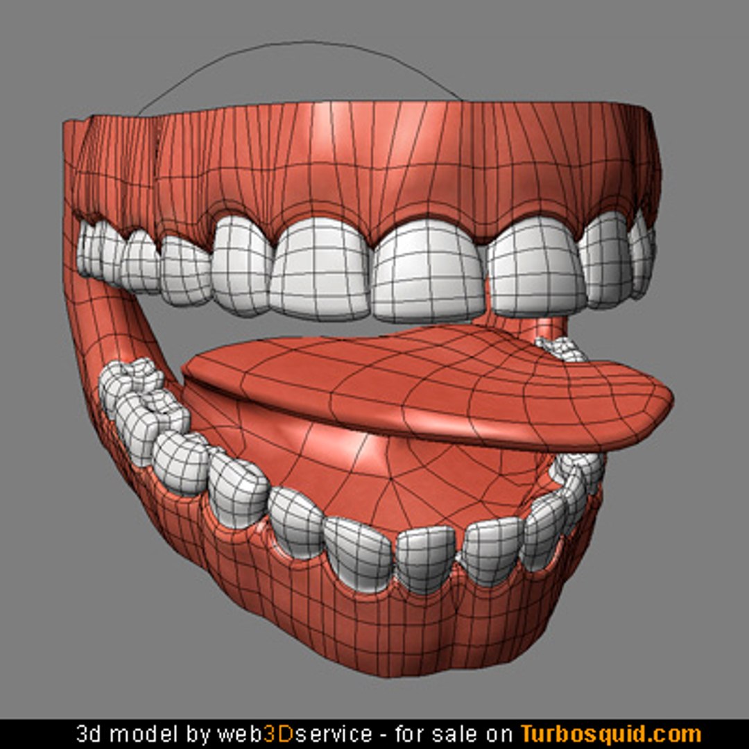 Mouth Interior Teeth Tongue 3d Model