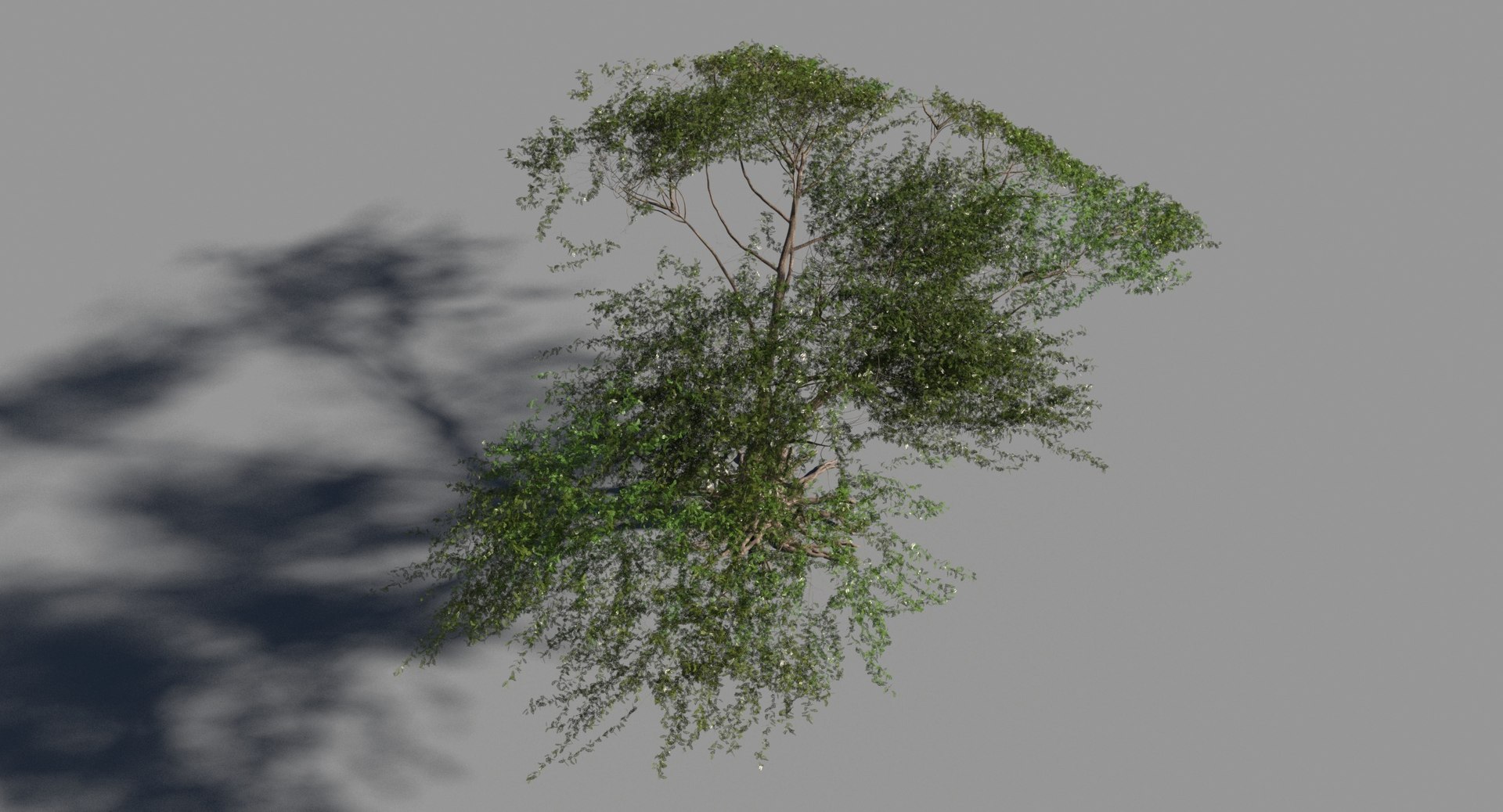 Acacia tree 3D model - TurboSquid 1430992