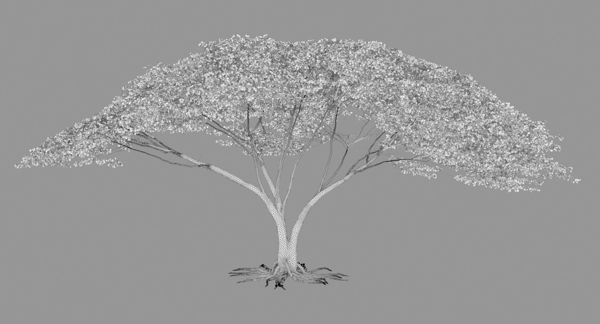 Acacia tree 3D model - TurboSquid 1430992