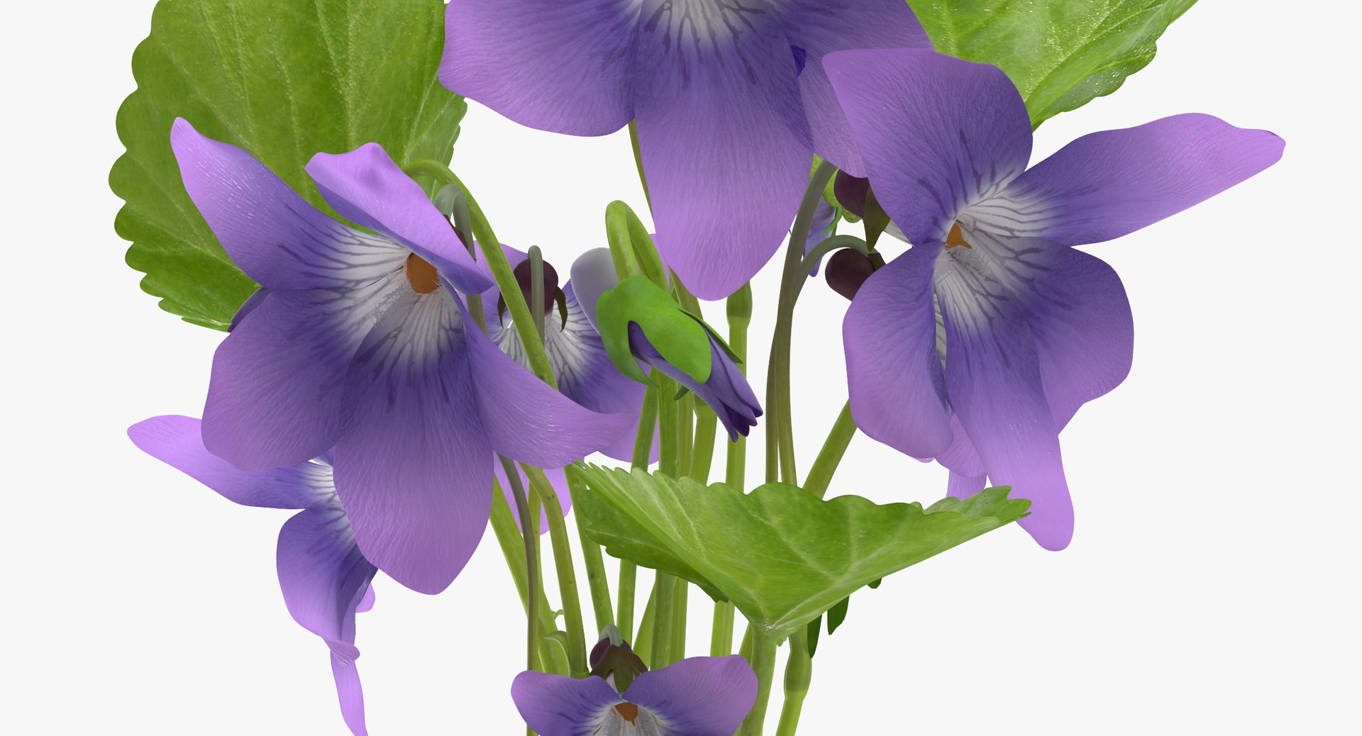 3d Violet Bouquet - Model