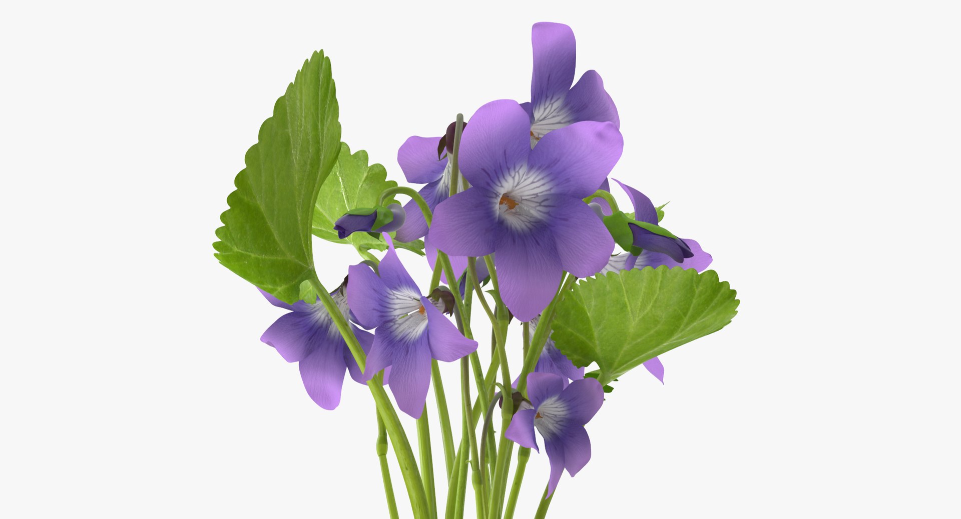 3d Violet Bouquet - Model