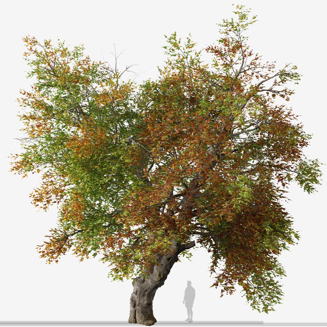 3D Set of Italian maple or Acer Opalus Tree - TurboSquid 1968232