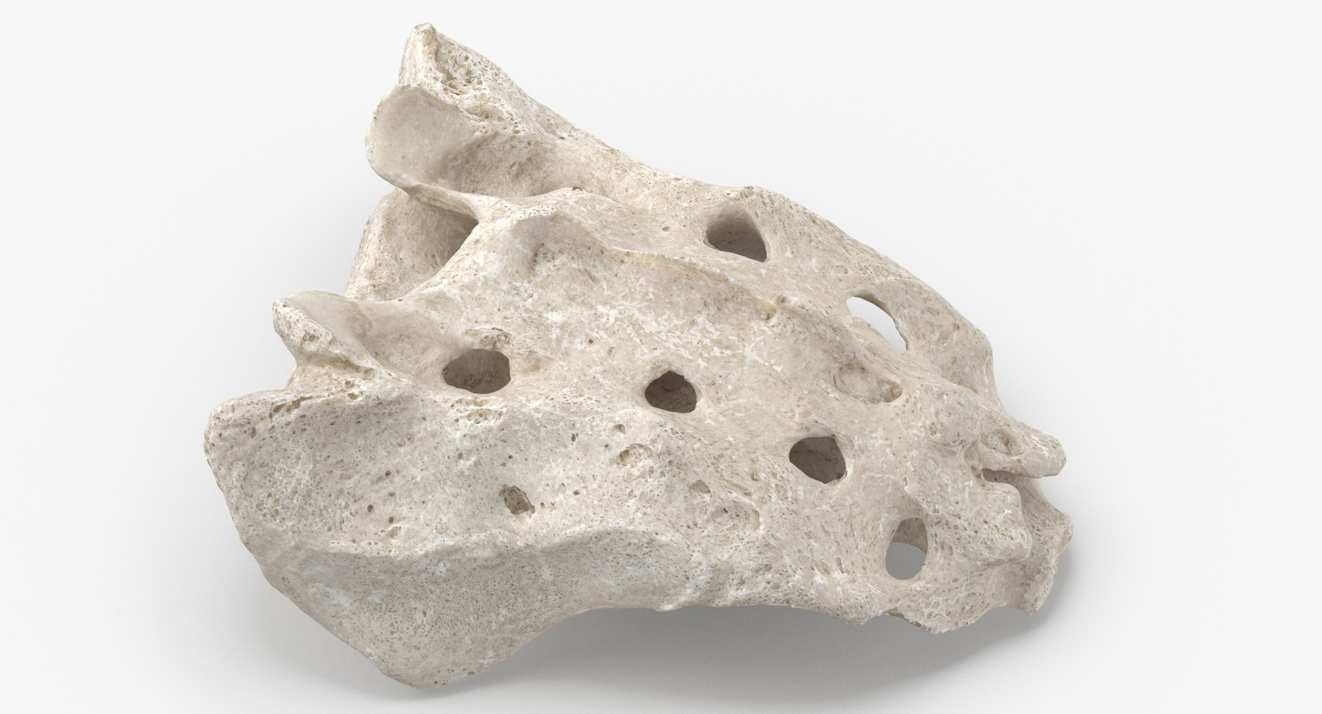 Sacrum Vertebrae S1 S5 3D Model - TurboSquid 1601357