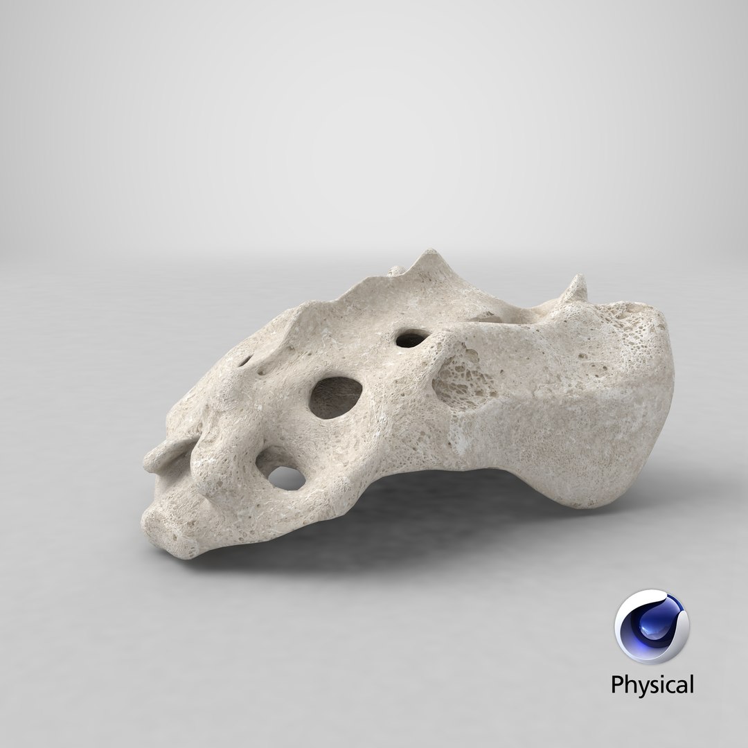 Sacrum vertebrae s1 s5 3D model - TurboSquid 1601357