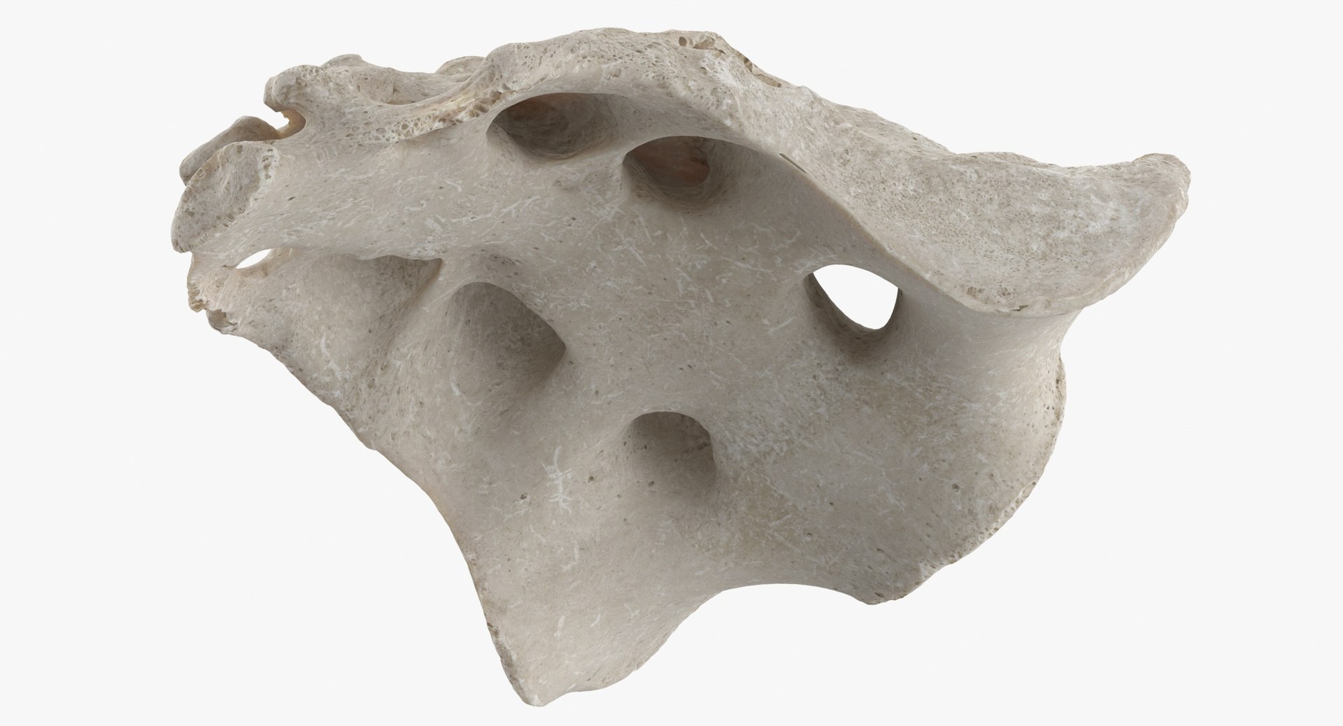 Sacrum Vertebrae S1 S5 3D Model - TurboSquid 1601357