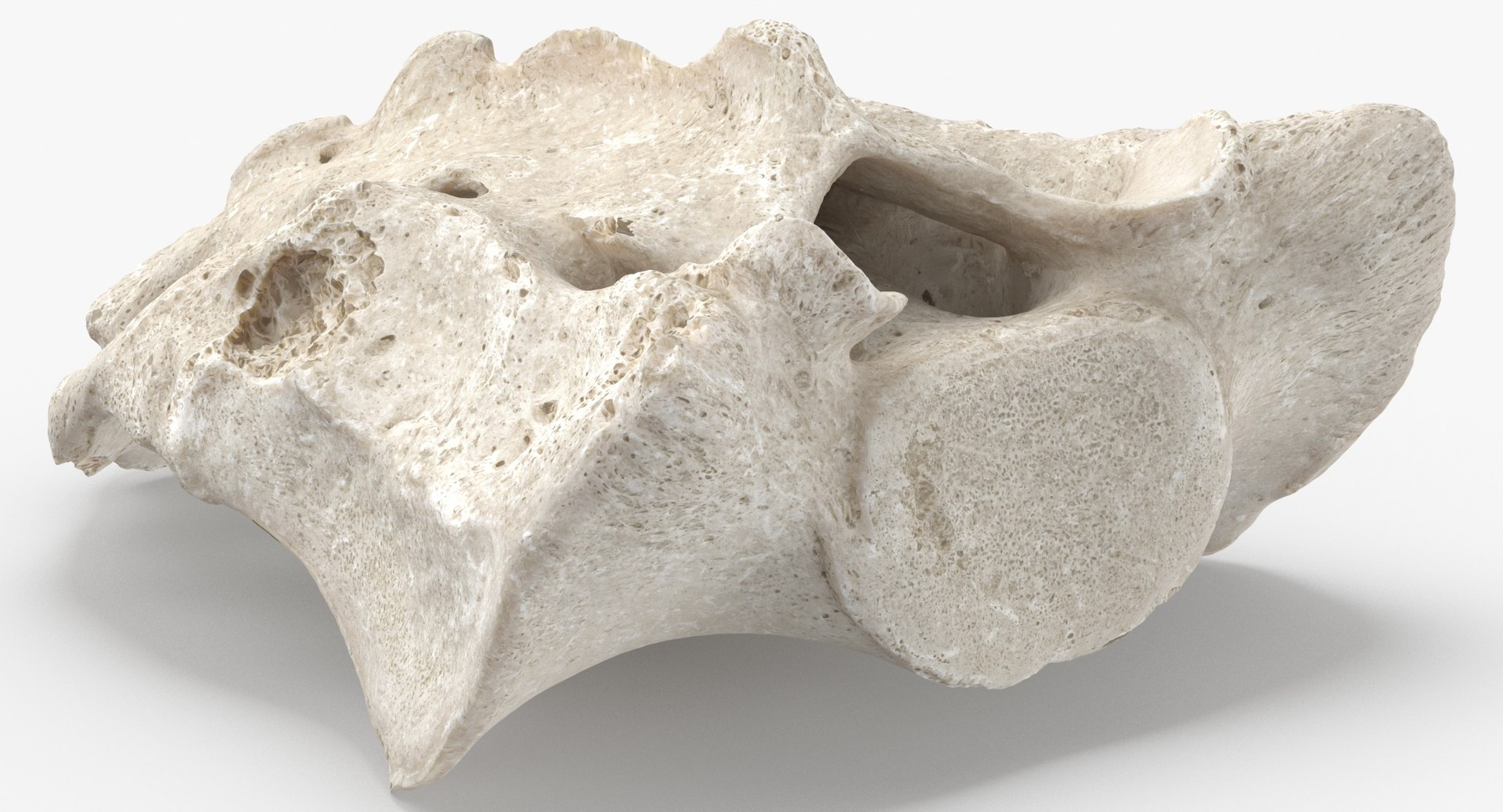 Sacrum Vertebrae S1 S5 3D Model - TurboSquid 1601357