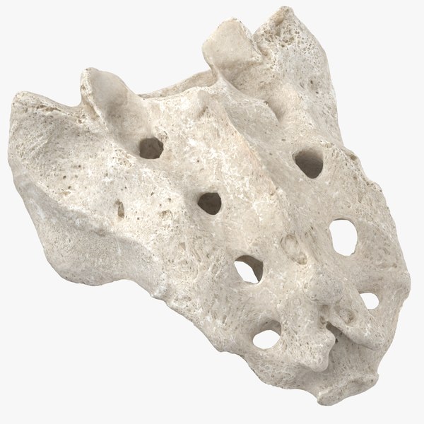 Sacrum vertebrae s1 s5 3D model - TurboSquid 1601357