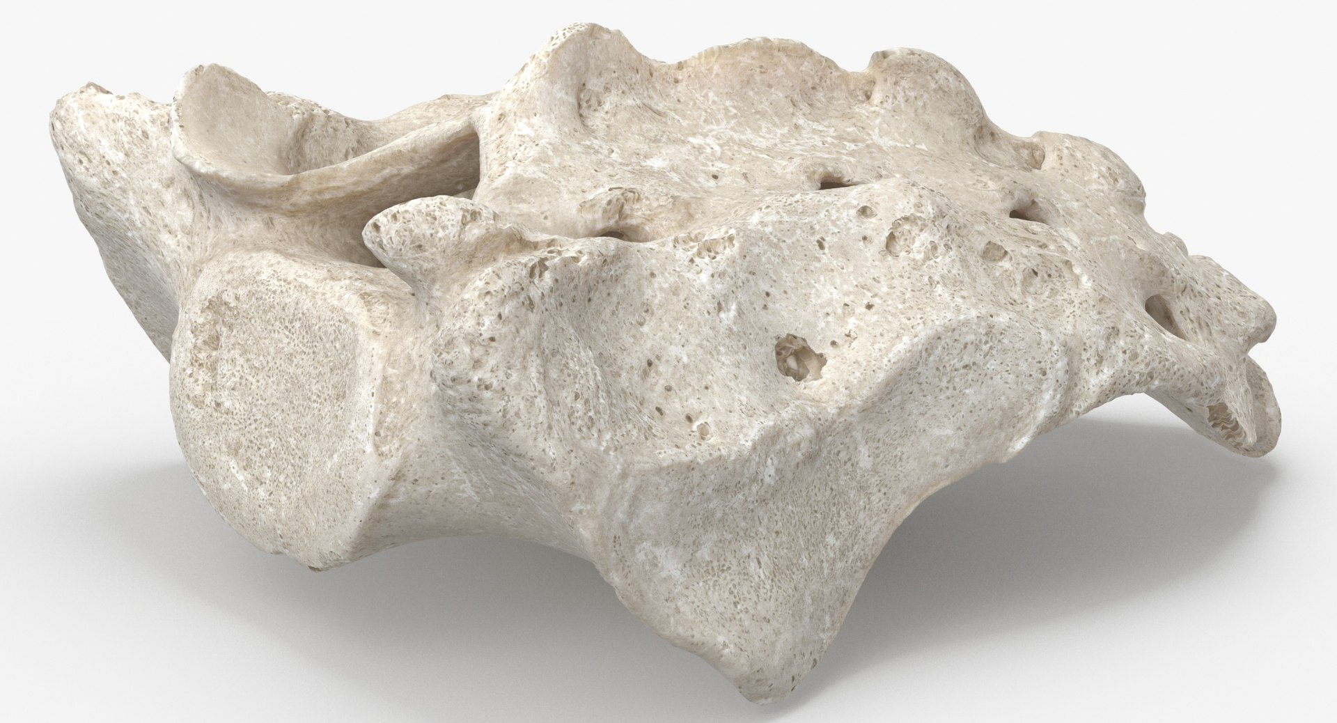 Sacrum Vertebrae S1 S5 3D Model - TurboSquid 1601357