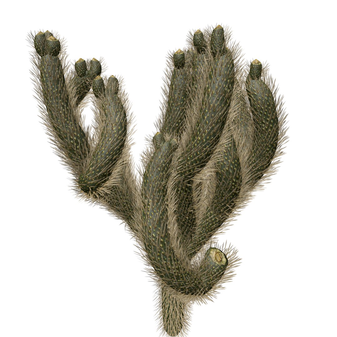 Cholla Cactus Plant Collection 3D - TurboSquid 2377978