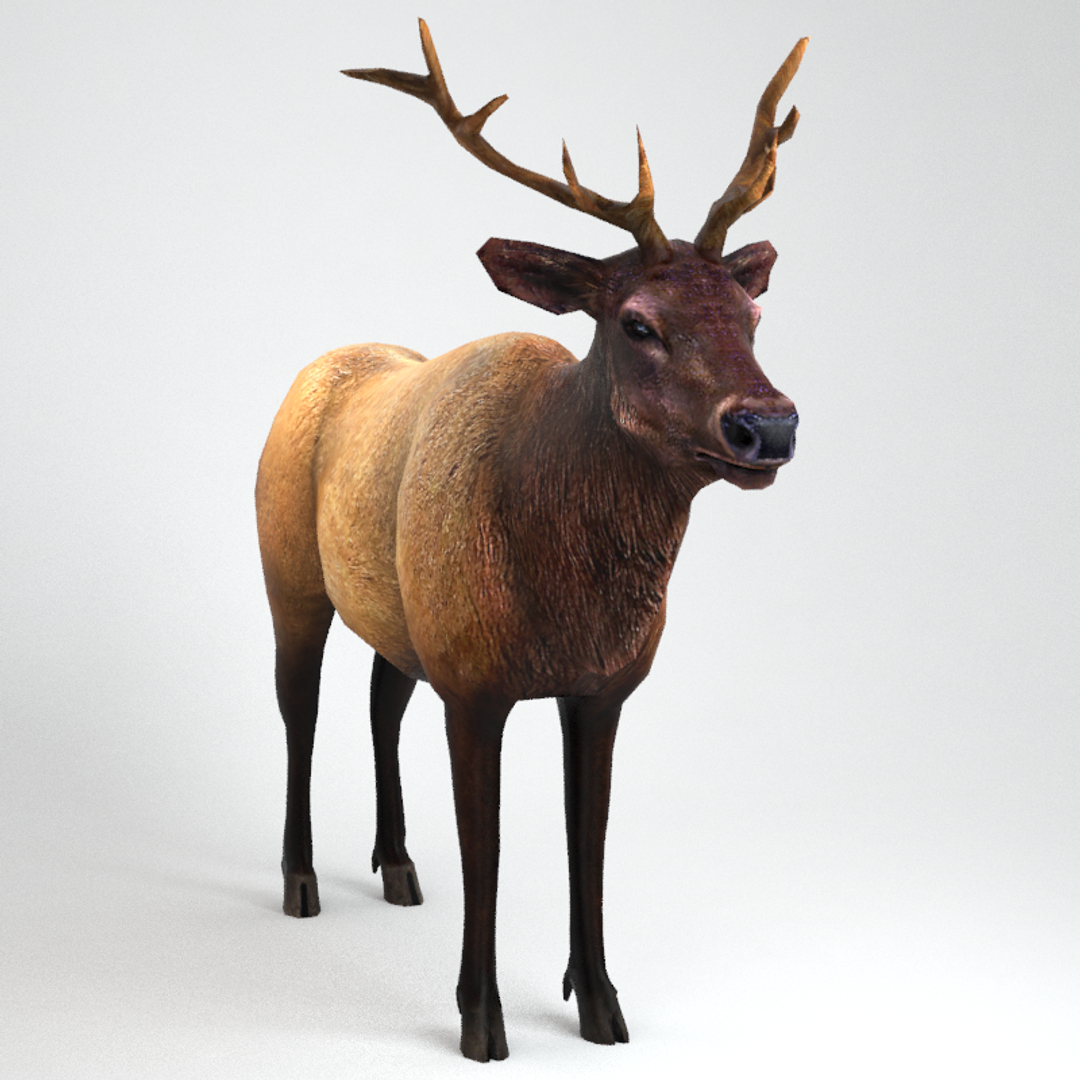 3d male elk model