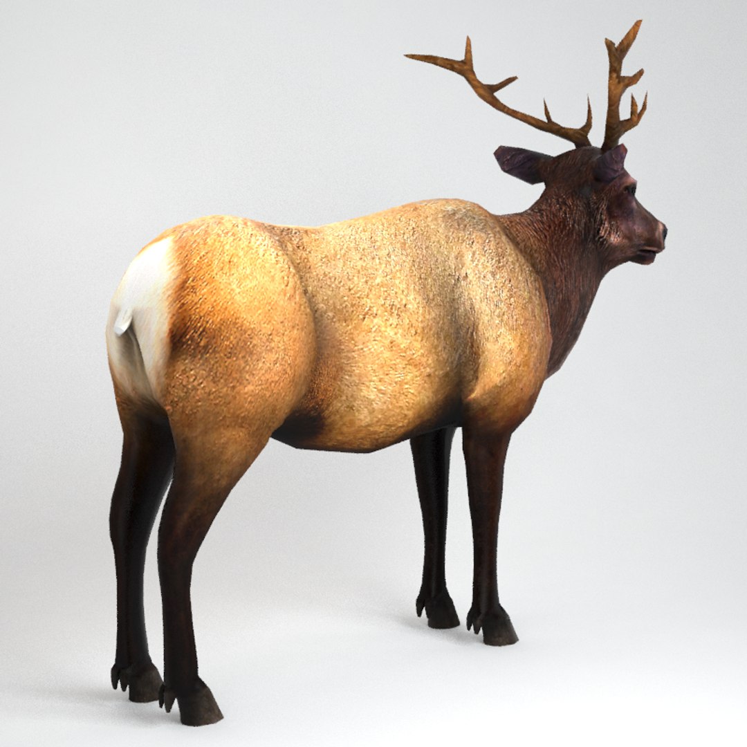 3d Male Elk Model