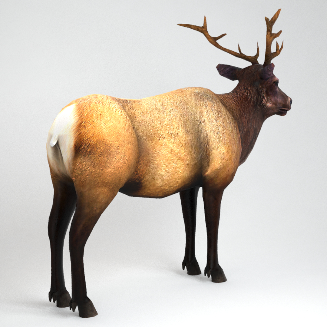 3d male elk model