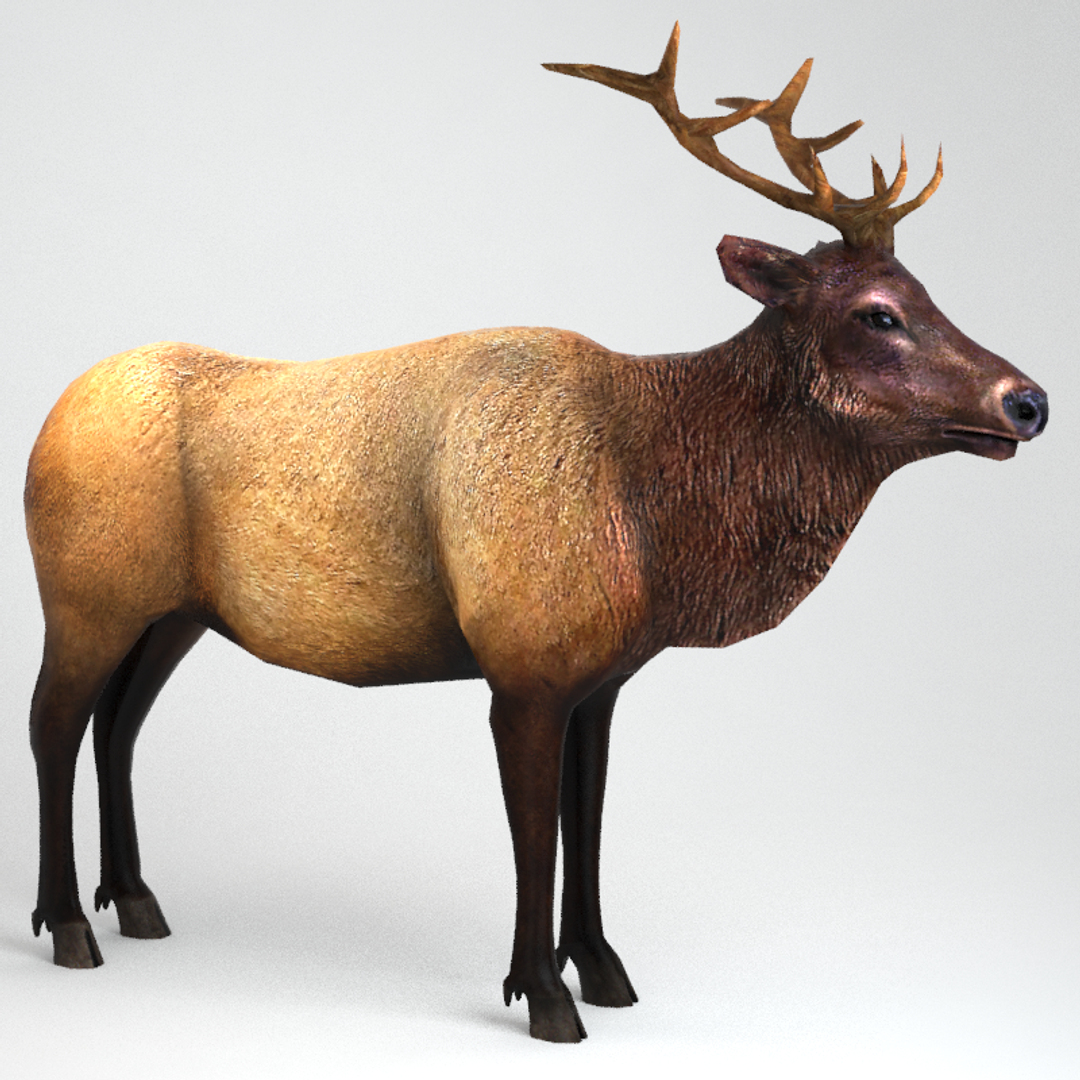 3d male elk model