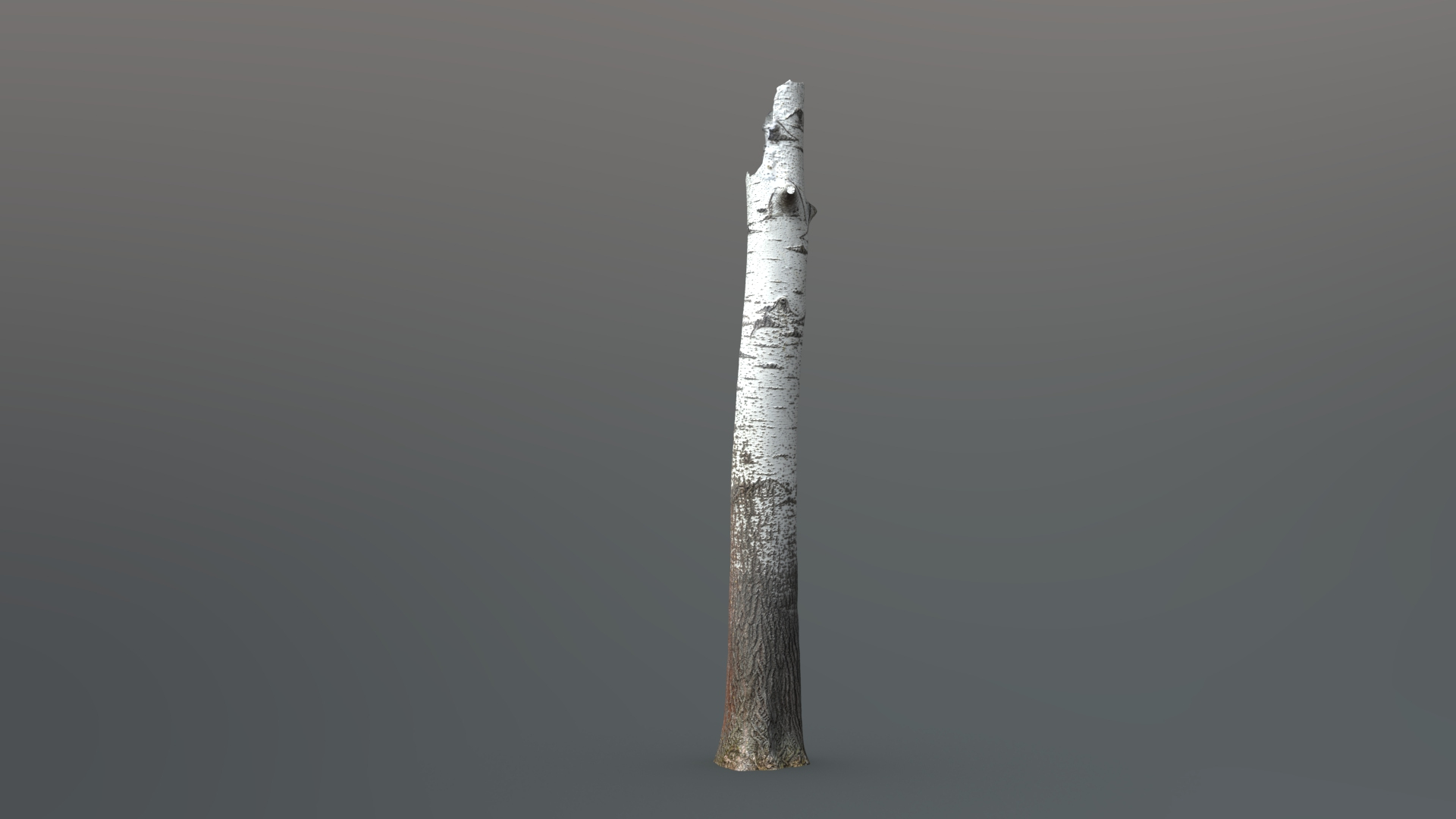 3D Model Aspen Trunk Scan - TurboSquid 2203026