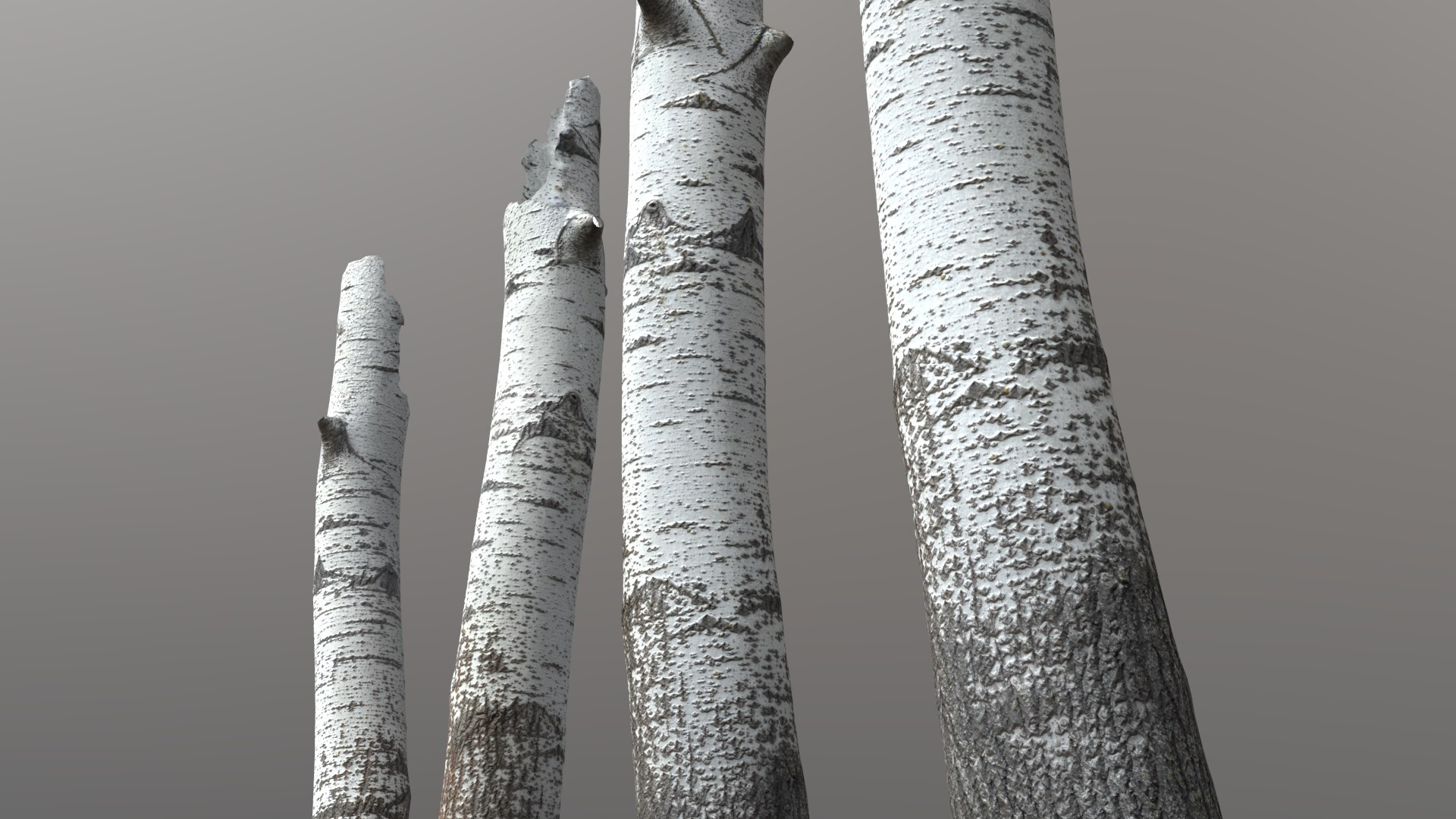 3D Model Aspen Trunk Scan - TurboSquid 2203026