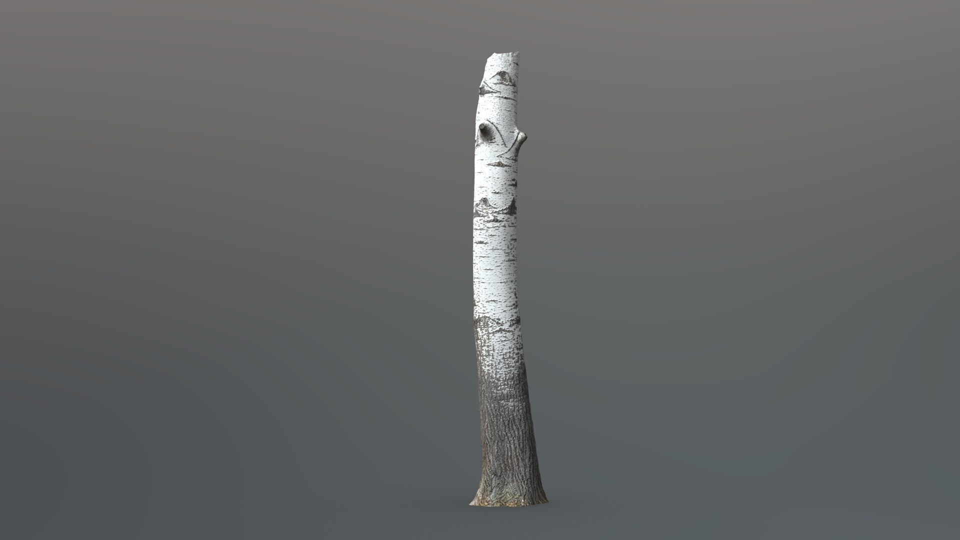3D Model Aspen Trunk Scan - TurboSquid 2203026