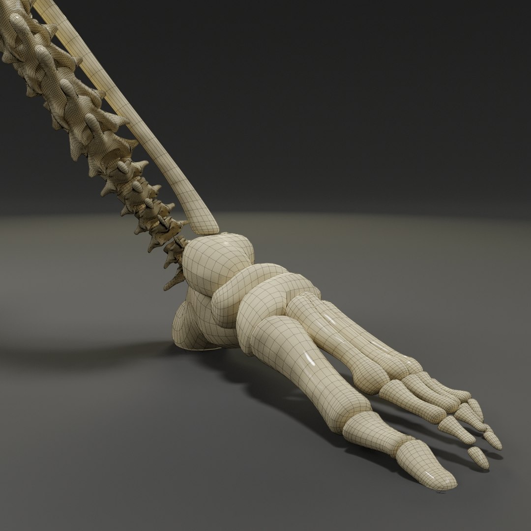 Letter K Bones Skeleton 3D Model - TurboSquid 1547533