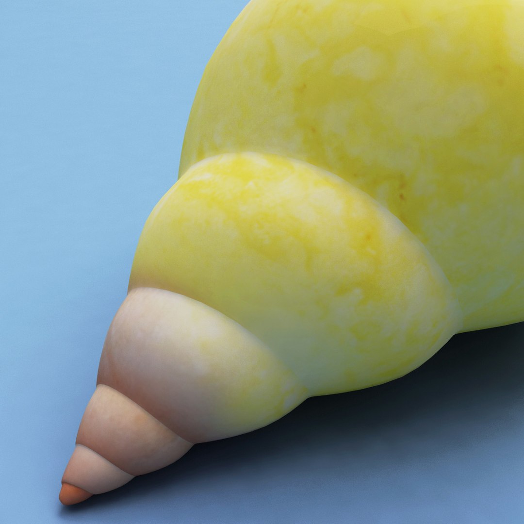 Cat Terrestrial Shell 3d Model