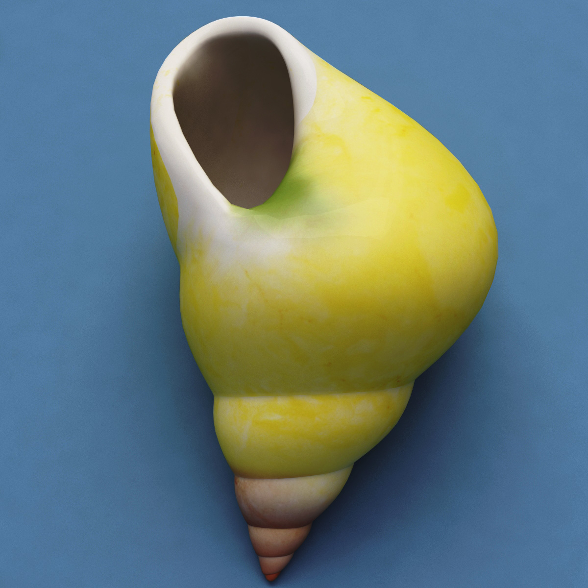 cat terrestrial shell 3d model