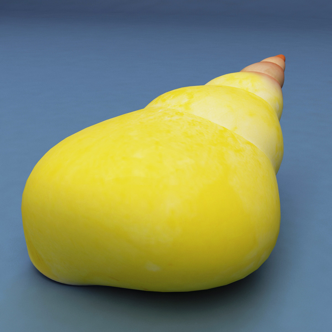 cat terrestrial shell 3d model