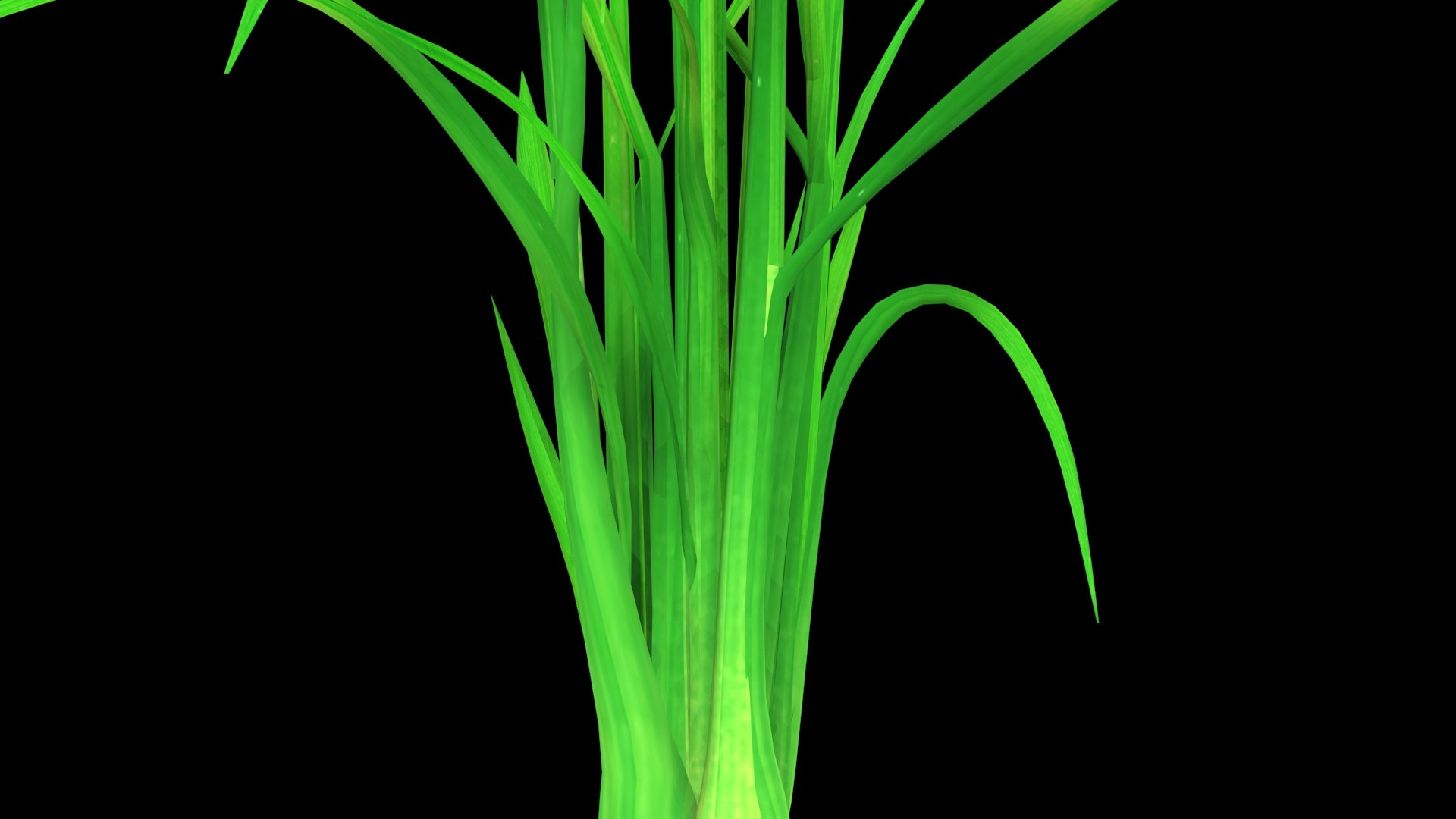 3D PADDY OPTION 8 PADDY FLOWER FINAL - TurboSquid 1837671